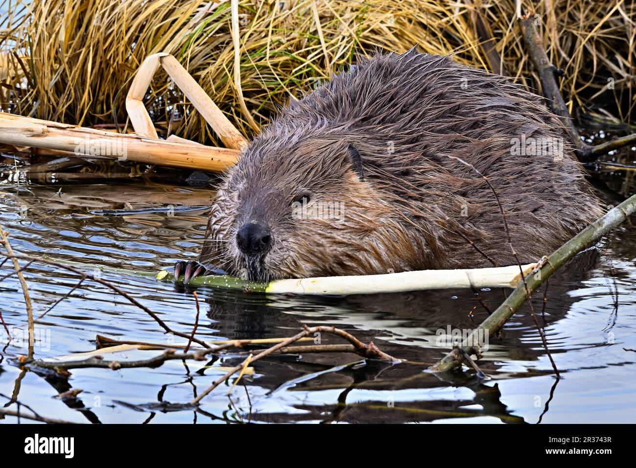 A wild adult beaver "Castor canadensis" feeding on some aspen branches ...