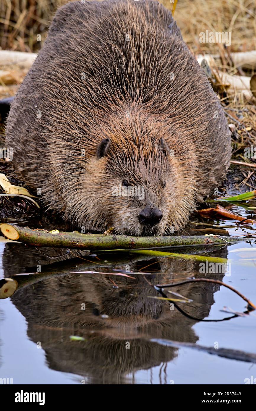 An adult beaver "Castor canadensis" feeding on some aspen tree branches ...