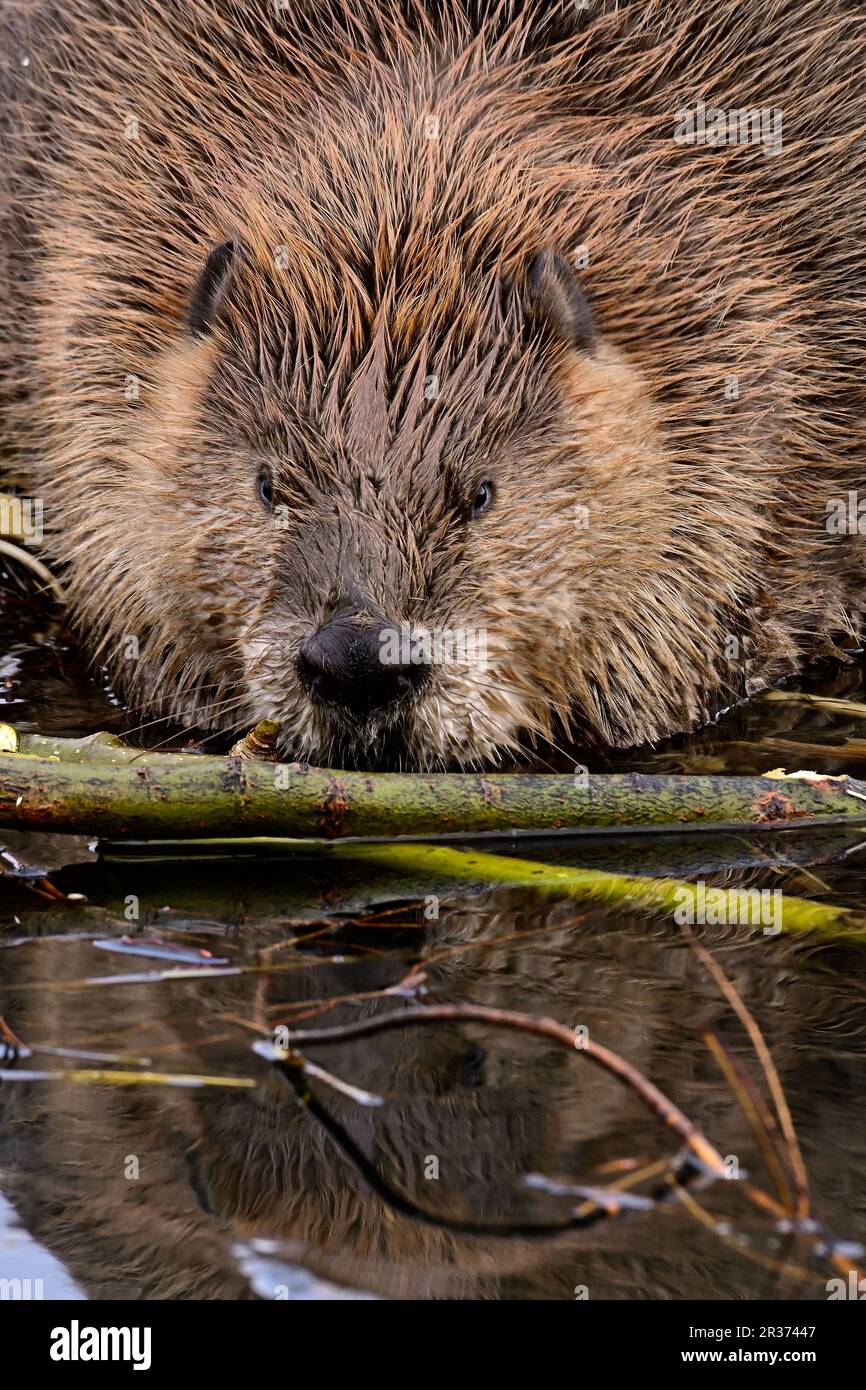 An adult beaver "Castor canadensis" feeding on some aspen tree branches ...