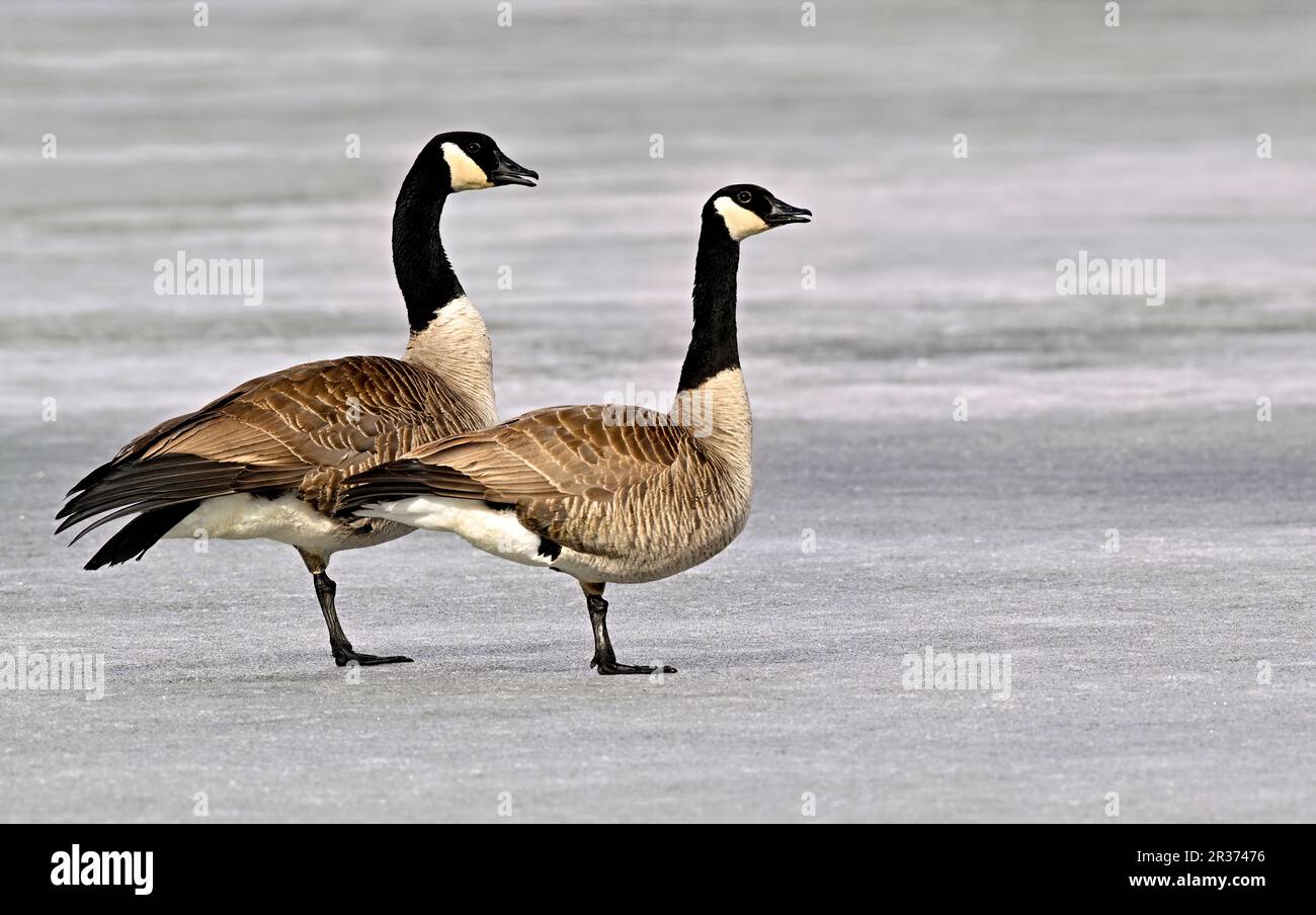 A pair of wild Canada geese "Branta canadensis", standing on one leg on ...