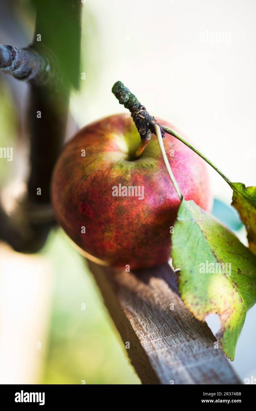 Apple with stalk hi-res stock photography and images - Alamy