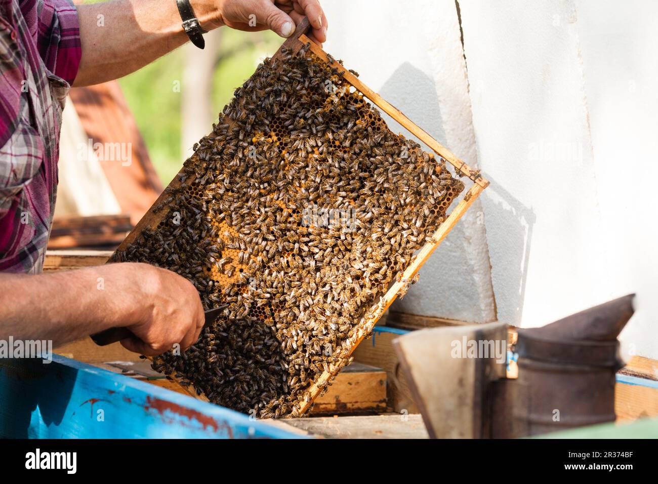 Animal engagé hi-res stock photography and images - Alamy