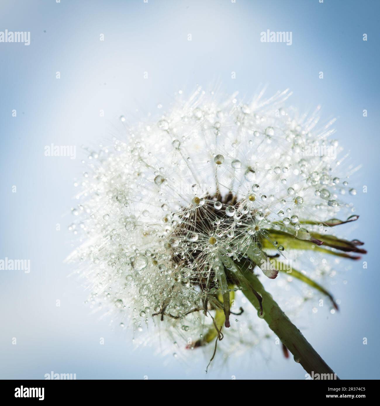 Water drop dandelion close up hi-res stock photography and images - Alamy