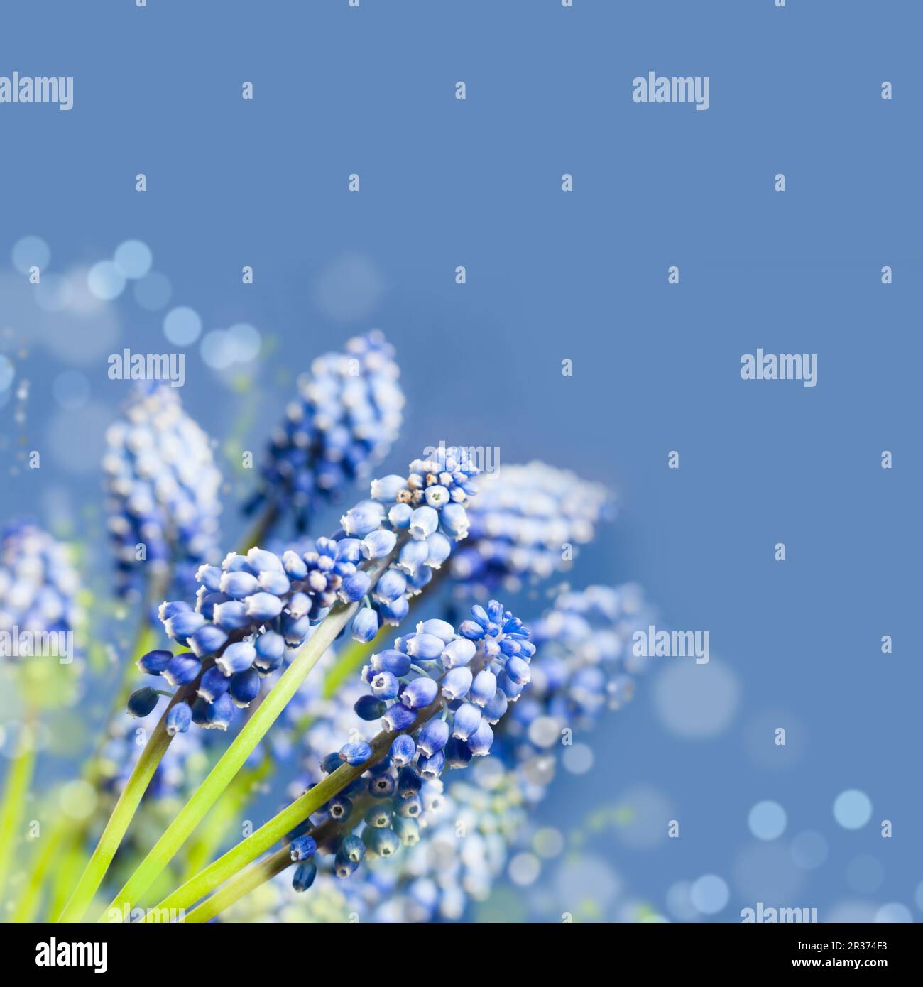 Muskari flower hi-res stock photography and images - Alamy