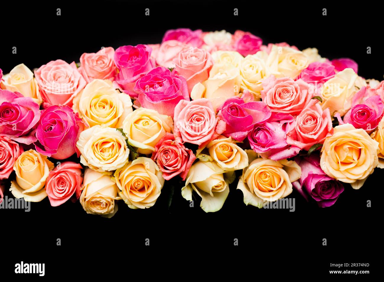 Pink and beige roses border Stock Photo - Alamy