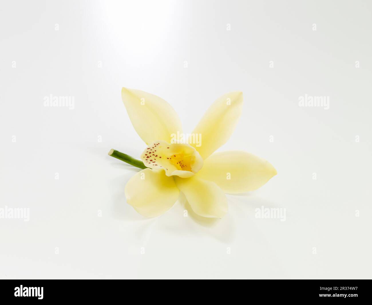 Vanilla blossom on a white background Stock Photo - Alamy