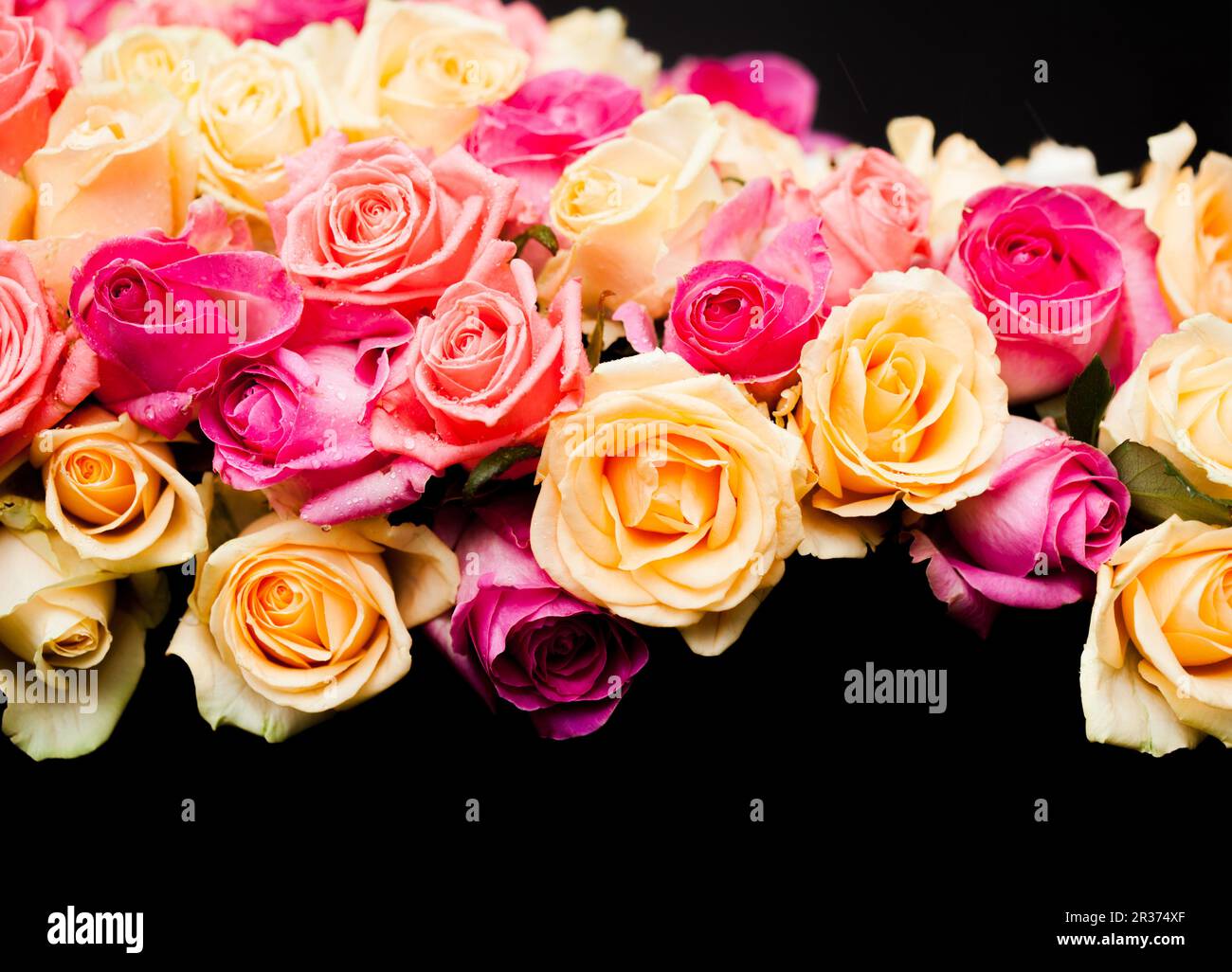 Border luxury pink roses hi-res stock photography and images - Alamy