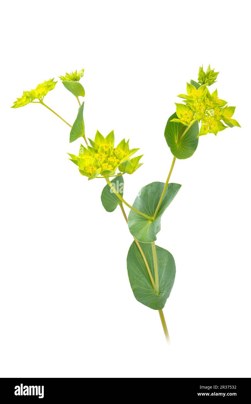 Round-leaved hare's ear (Bupleurum rotundifolium Stock Photo - Alamy