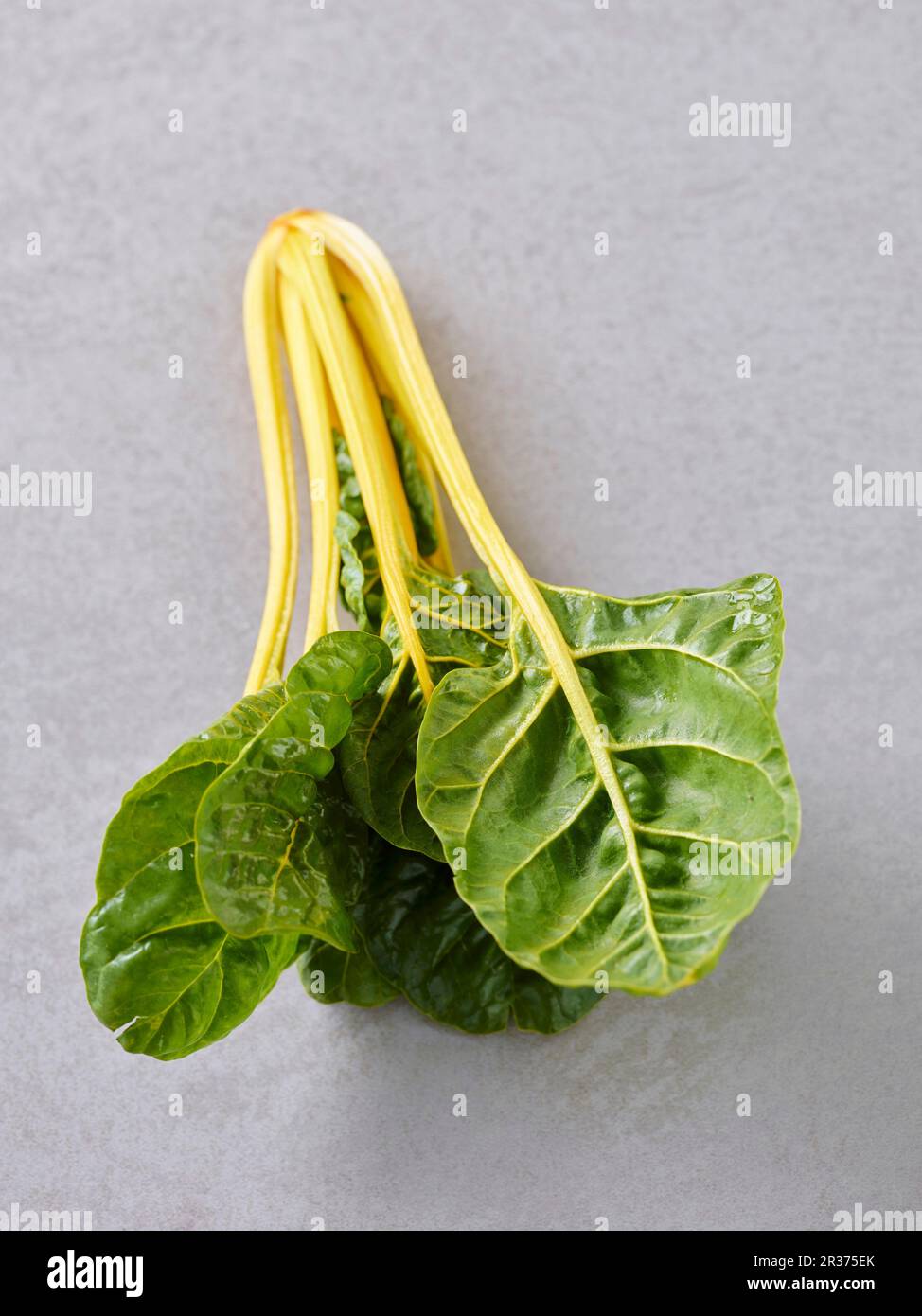 Primeval vegetables hi-res stock photography and images - Alamy