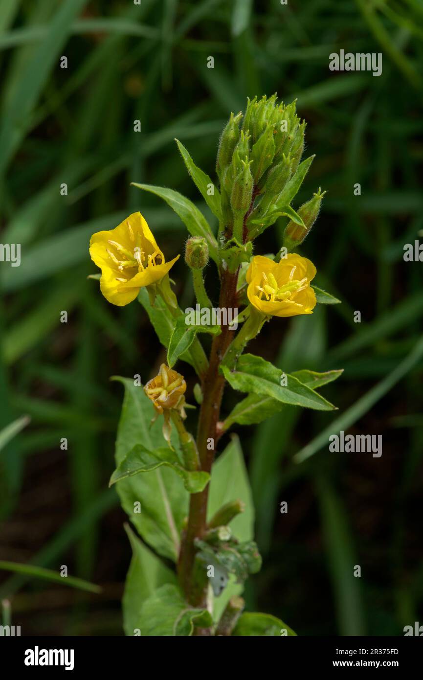 A Hairy Evening Primrose (Oenothera villosa) growing in a back yard in ...