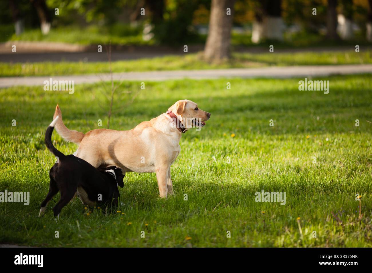 Mutt walking hi-res stock photography and images - Alamy