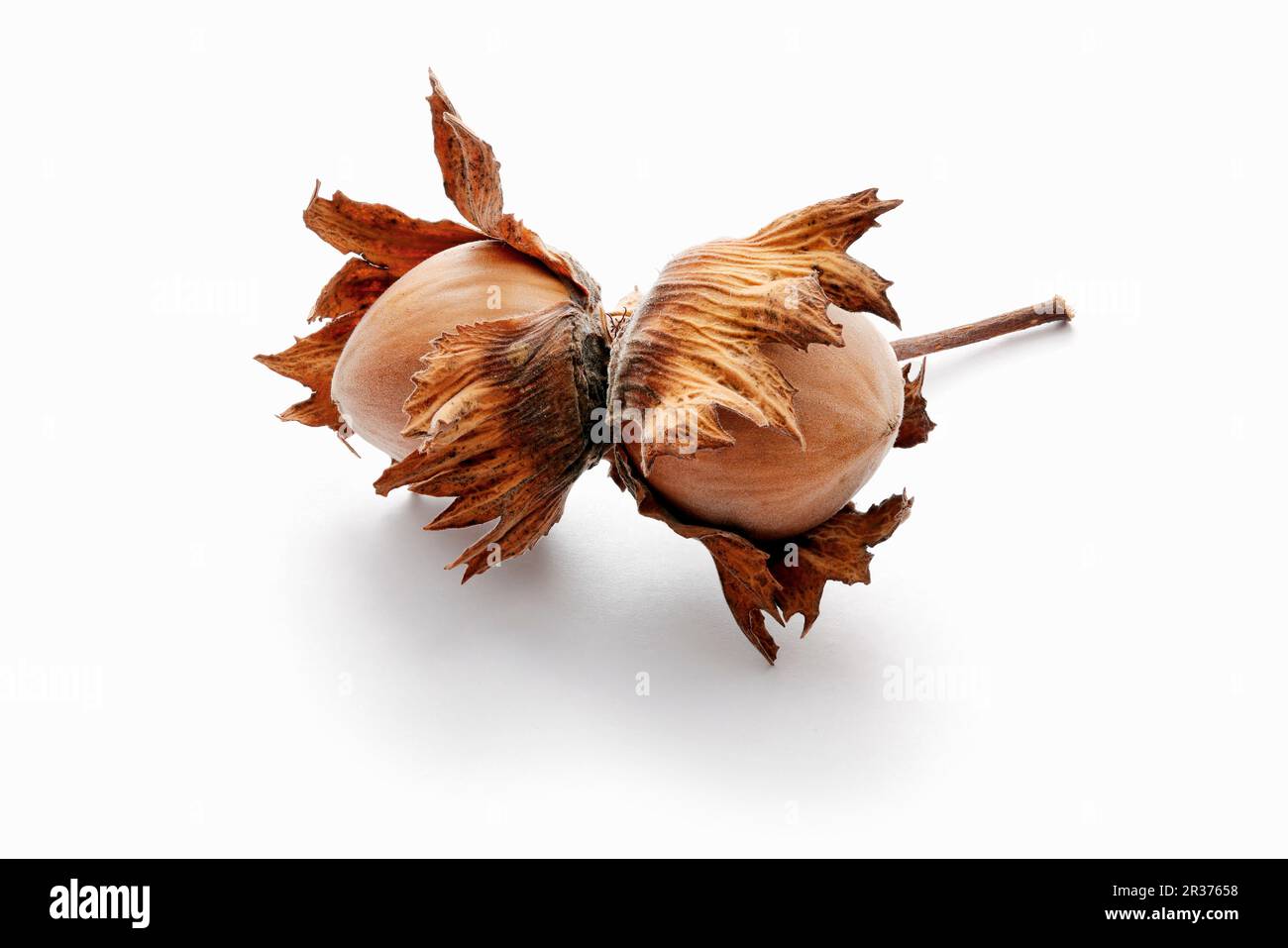 Two hazelnuts hi-res stock photography and images - Alamy