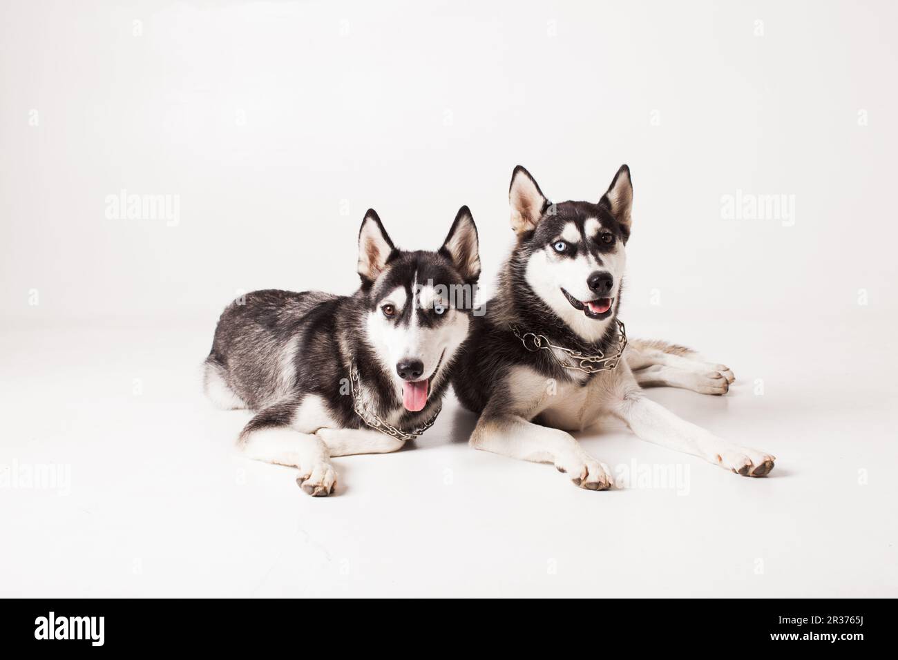 Two huskies hi-res stock photography and images - Alamy