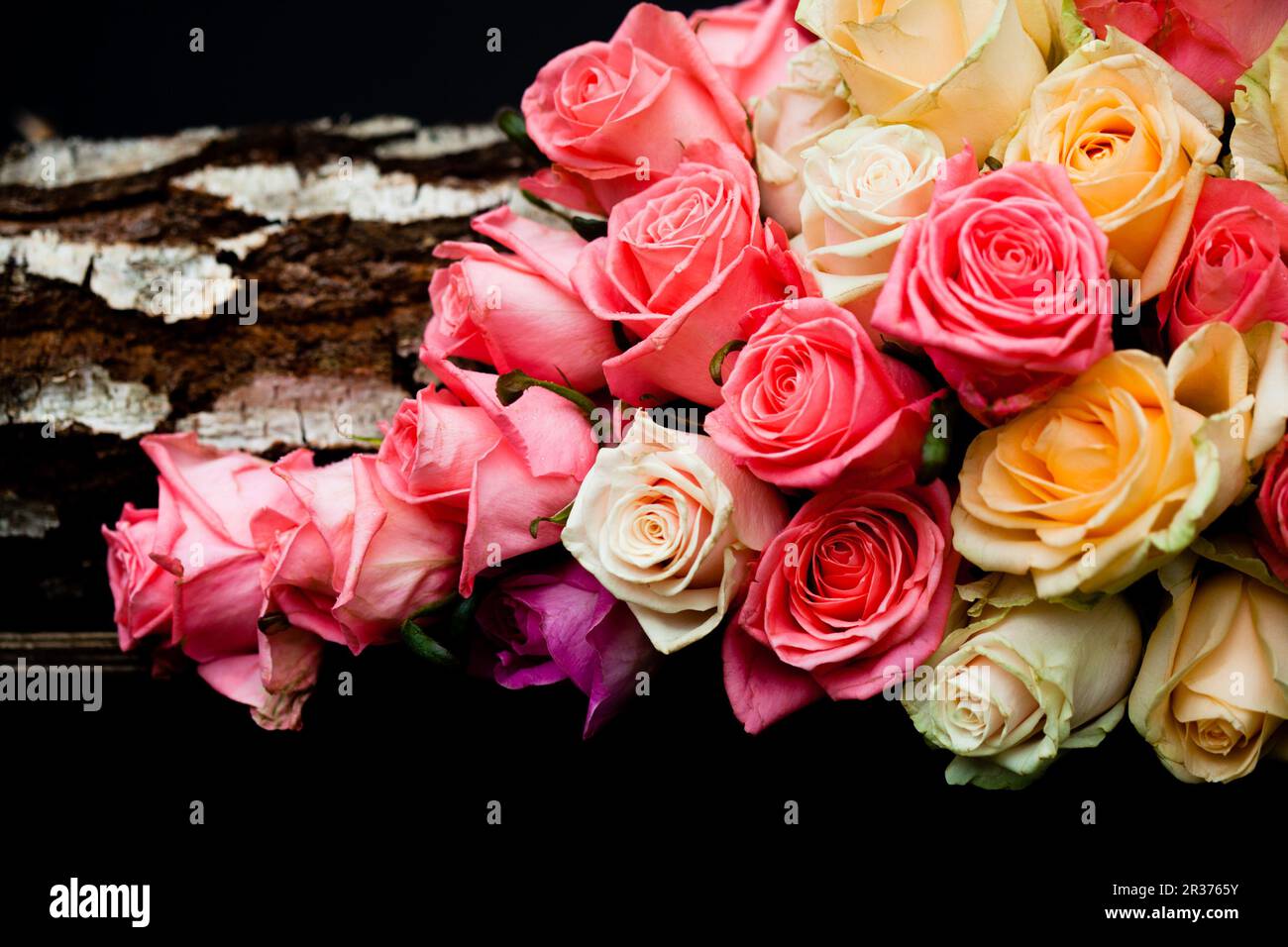 Pink and beige roses border Stock Photo - Alamy