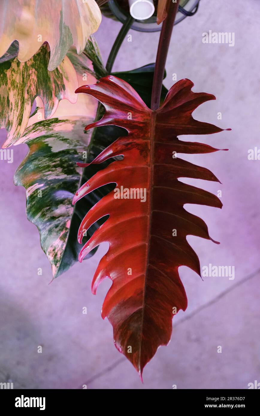 Stunning deep red color and variegated leaf of Philodendron Caramel ...