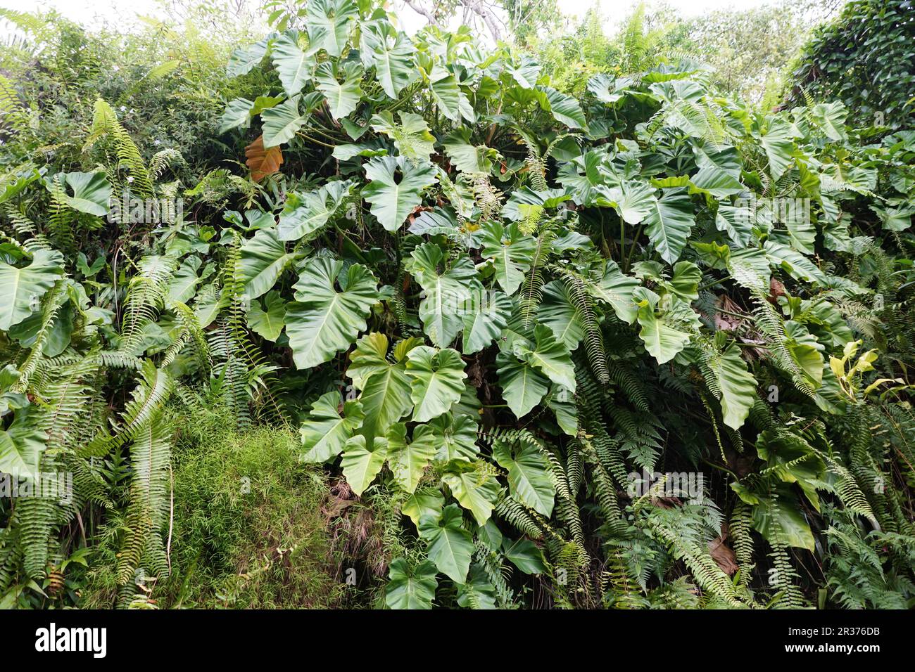 Beautiful mature and large leaves of Philodendrons and ferns at Gardens by the Bay, Singapore ...