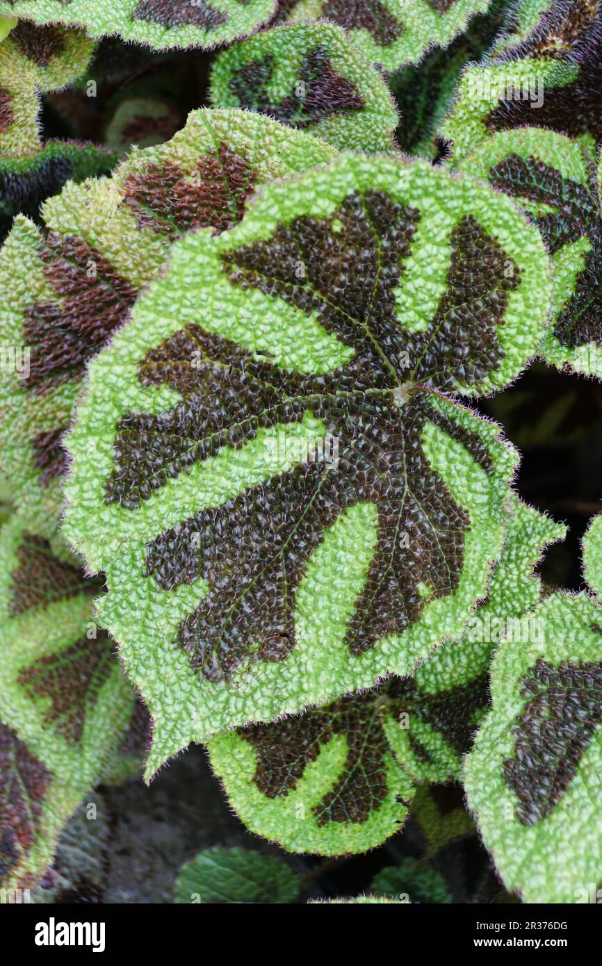 Close up of a beautiful leaf pattern of Begonia Masoniana, a rare ...