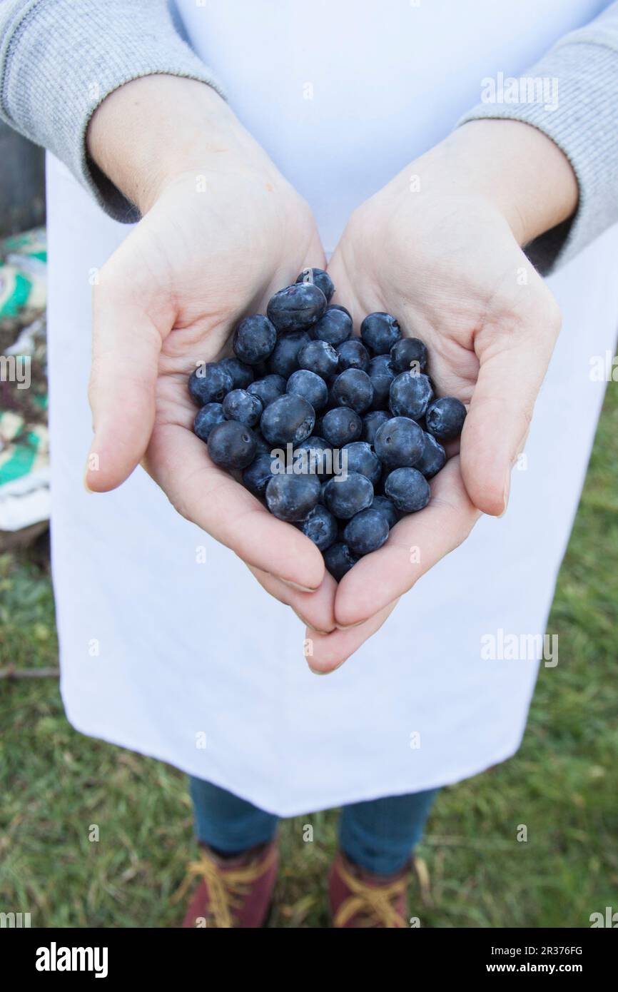 Blueberries in womens hands hi-res stock photography and images - Alamy
