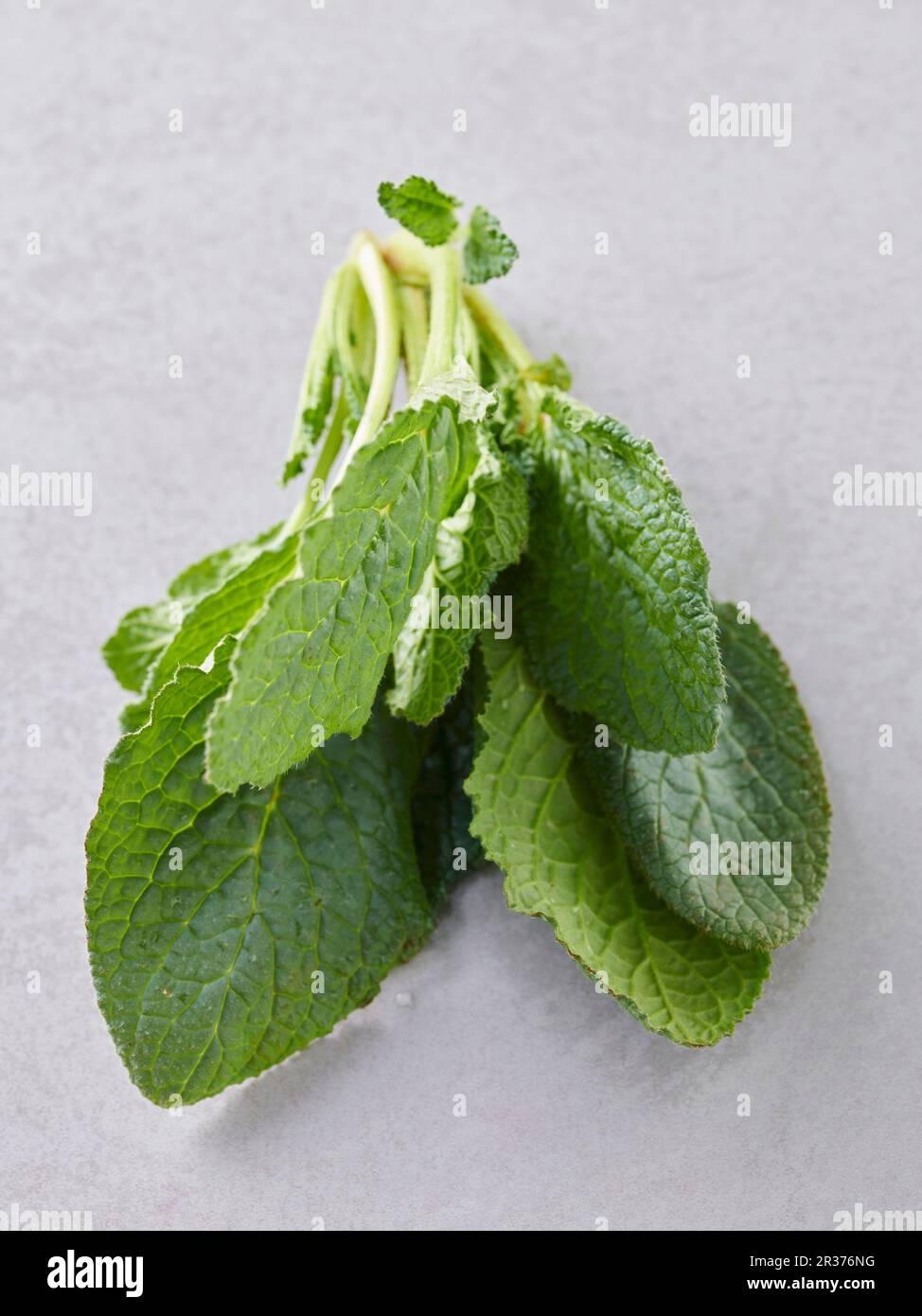 Fresh borage leaves on a grey background Stock Photo - Alamy