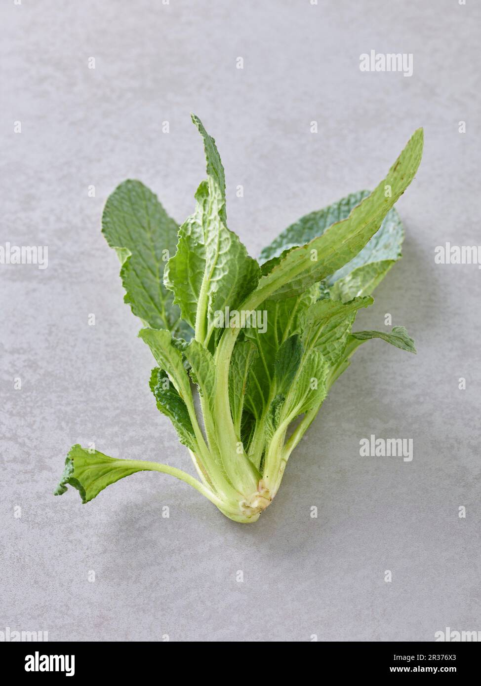 Fresh borage leaves on a grey background Stock Photo - Alamy