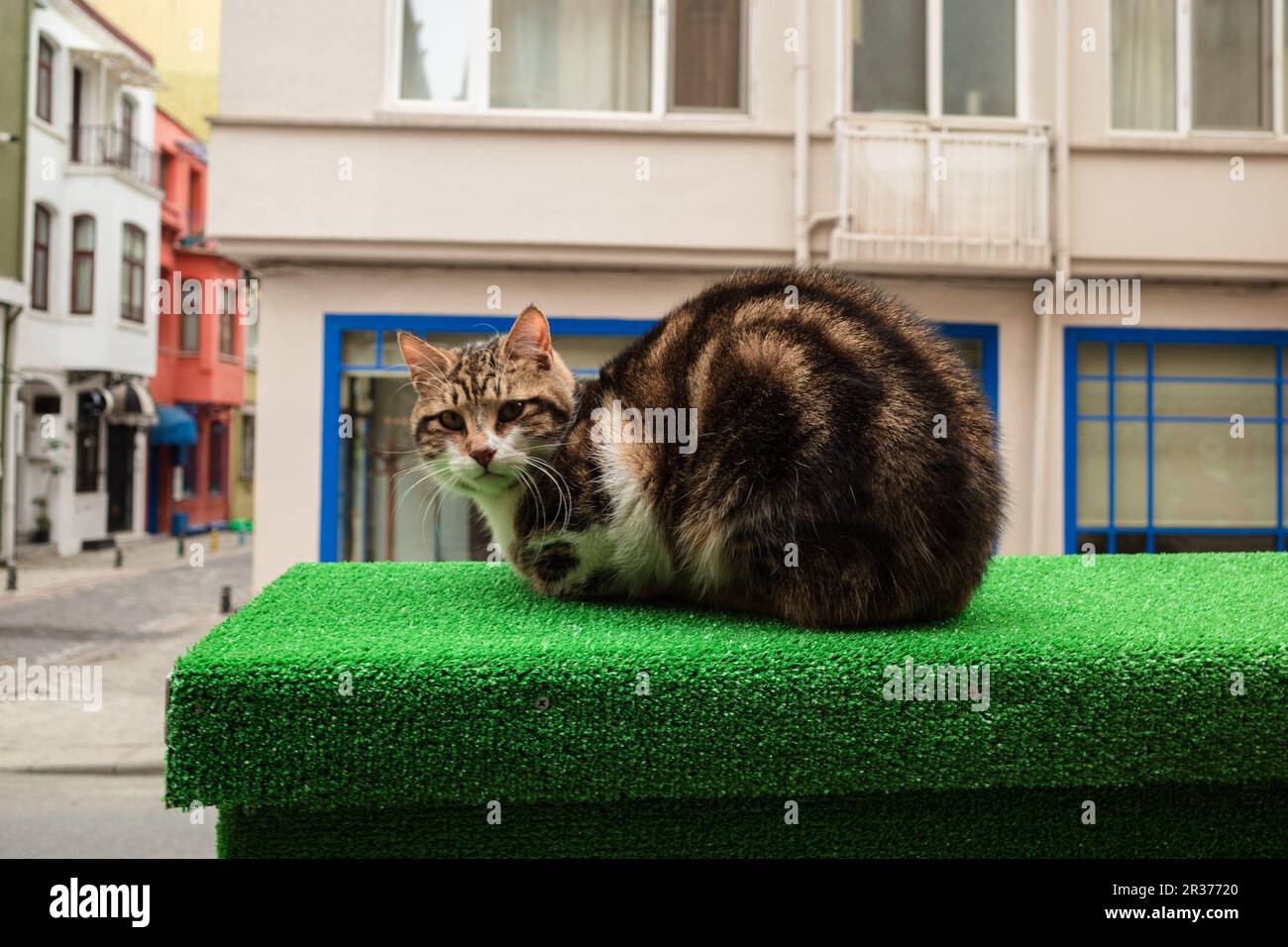 Istanbul stray cats. Stray cat on the strais. Istanbul Turkiye. High ...