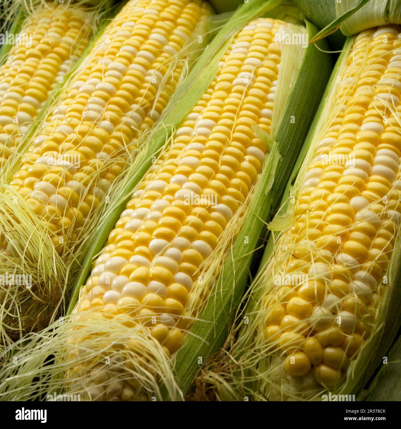 Bicolor corn hi-res stock photography and images - Alamy