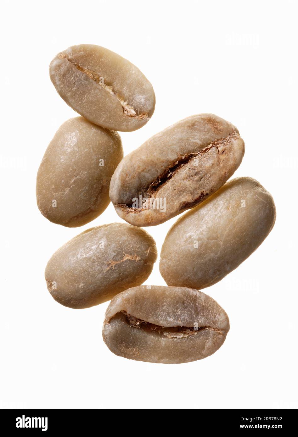 Unroasted Maragogype Arabica coffee beans, Guatemala Stock Photo - Alamy