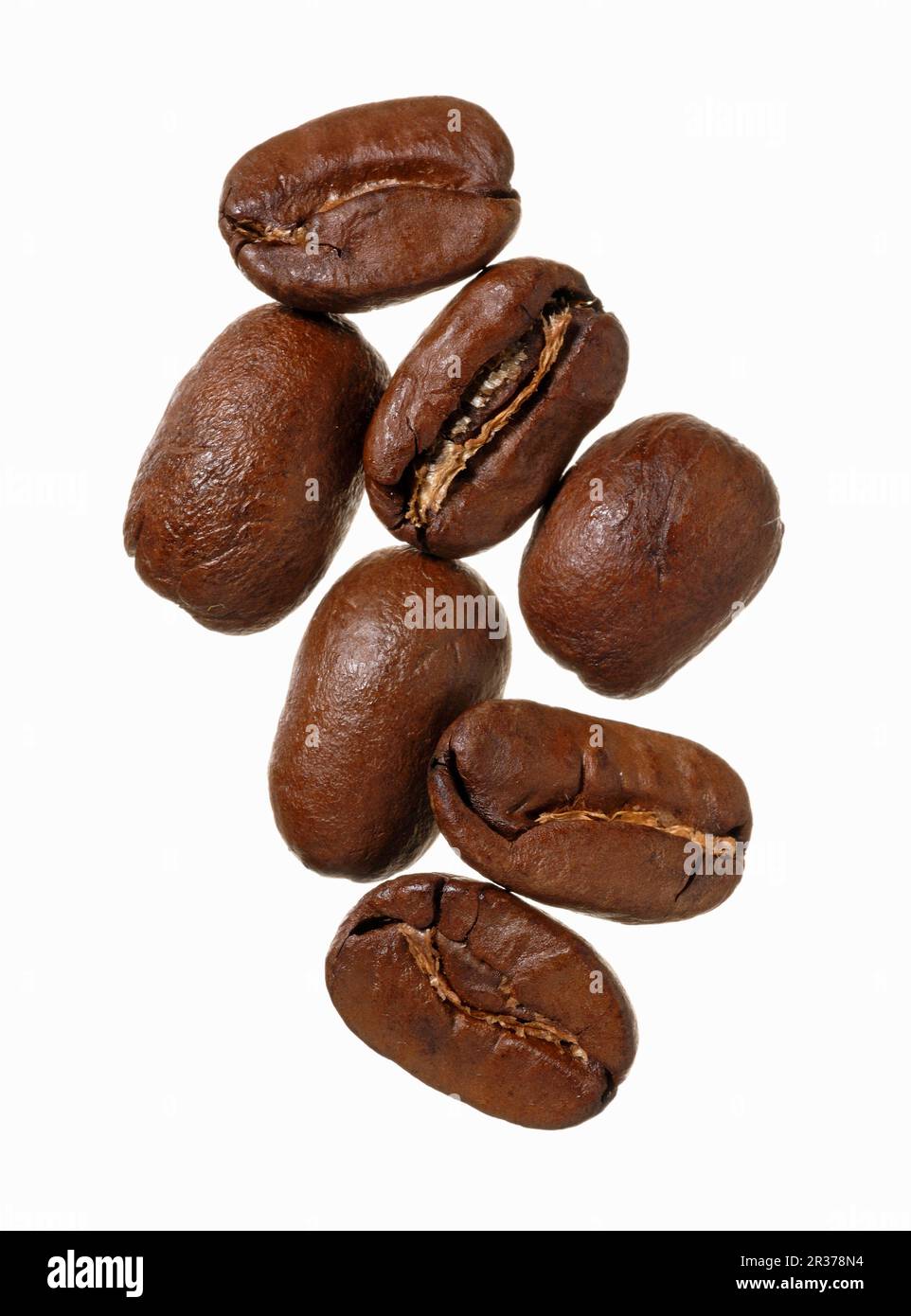 Maragogype Arabica coffee beans, Guatemala Stock Photo - Alamy