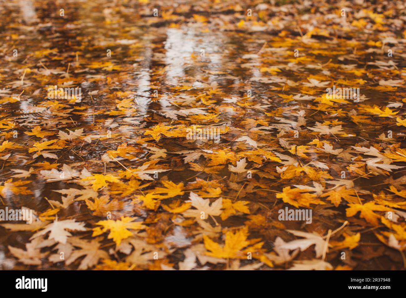 Maple leaves in water Stock Photo - Alamy
