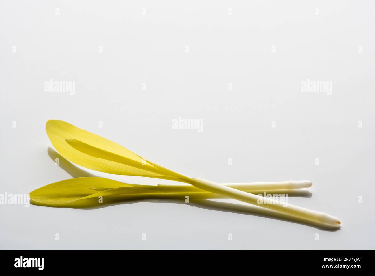 Popcorn sprouts hi-res stock photography and images - Alamy