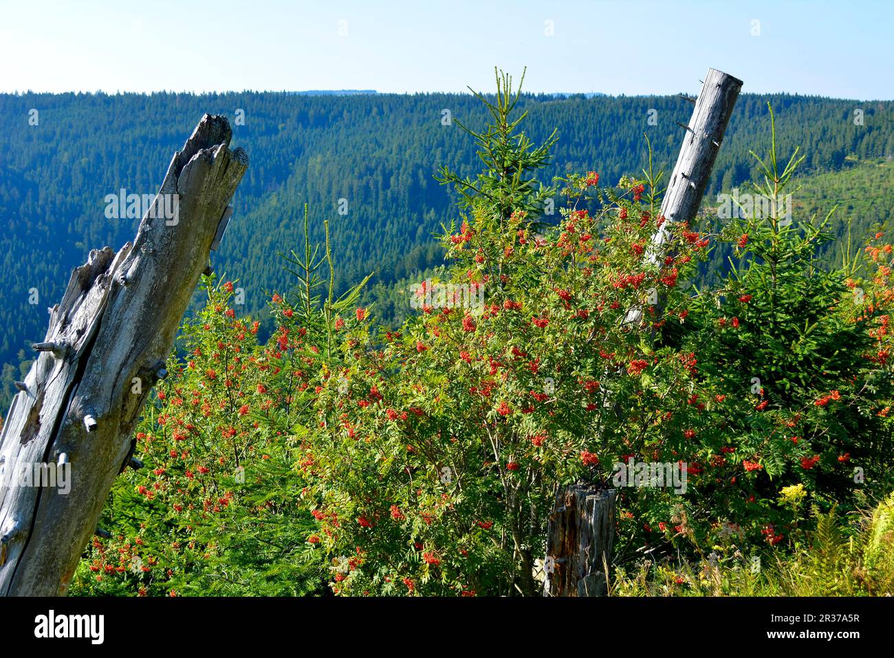 Wildflower slope hi-res stock photography and images - Alamy
