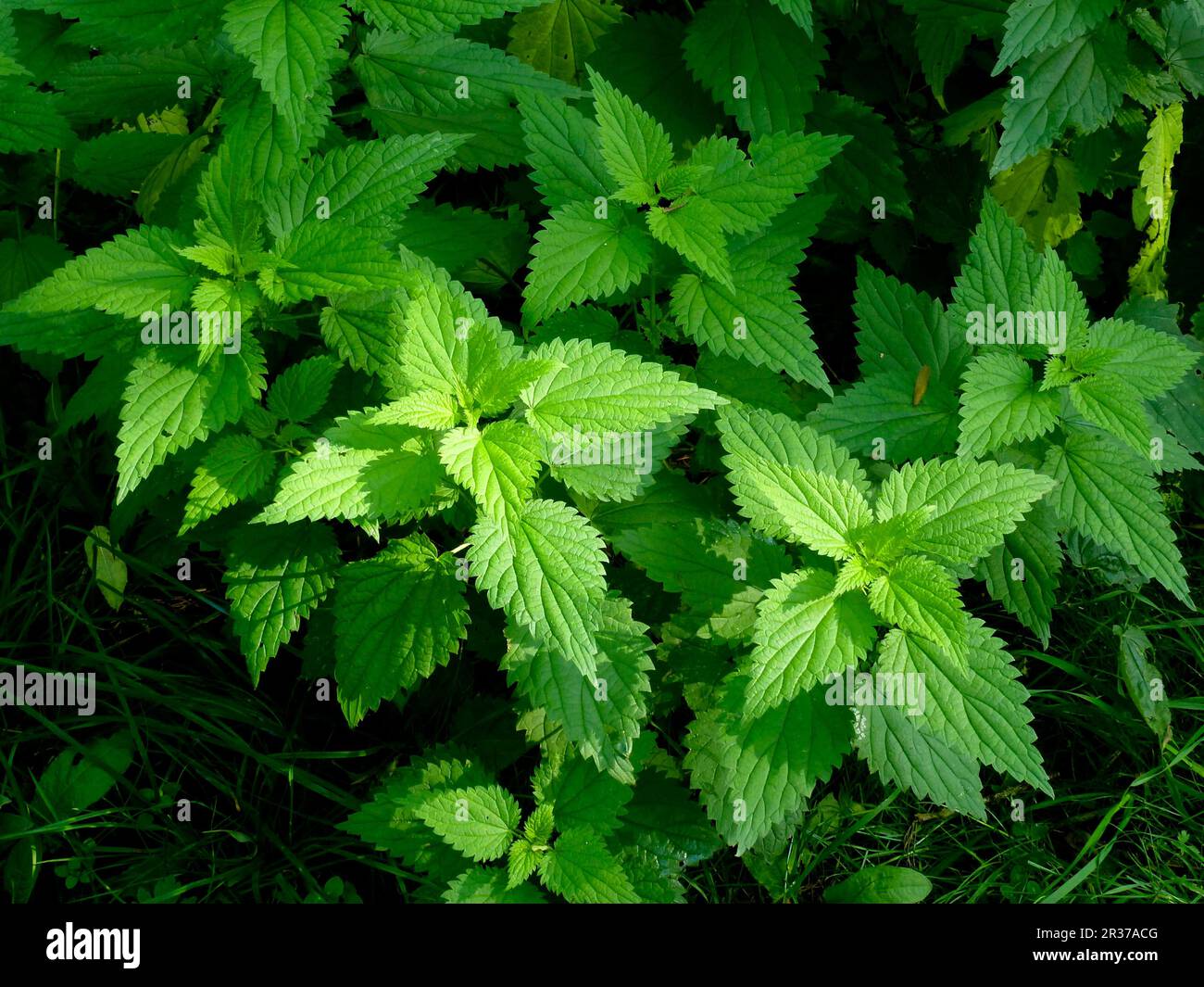 Young nettle hi-res stock photography and images - Alamy