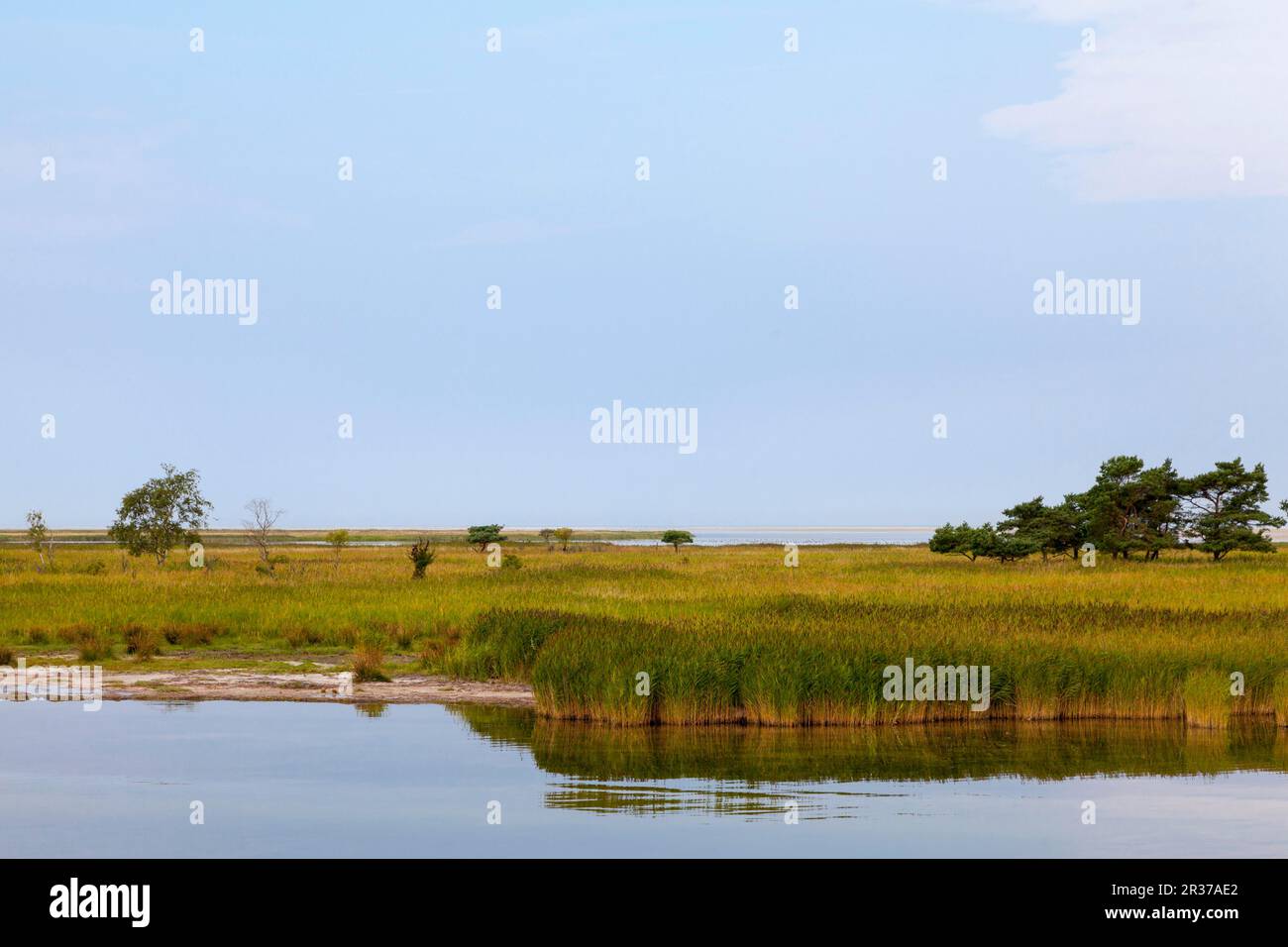 Bodden rush hi-res stock photography and images - Alamy