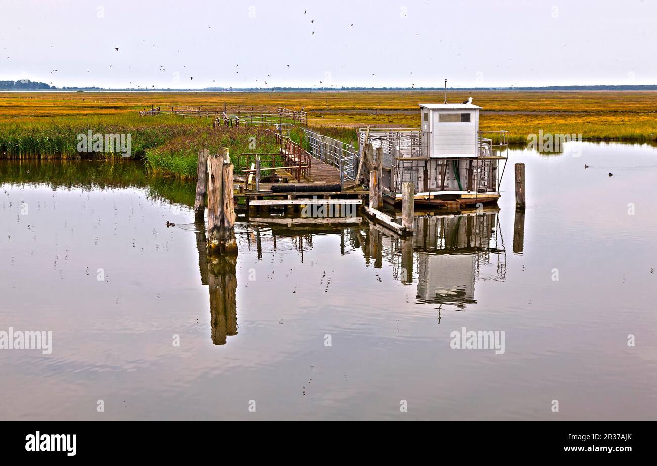 Bodden rush hi-res stock photography and images - Alamy
