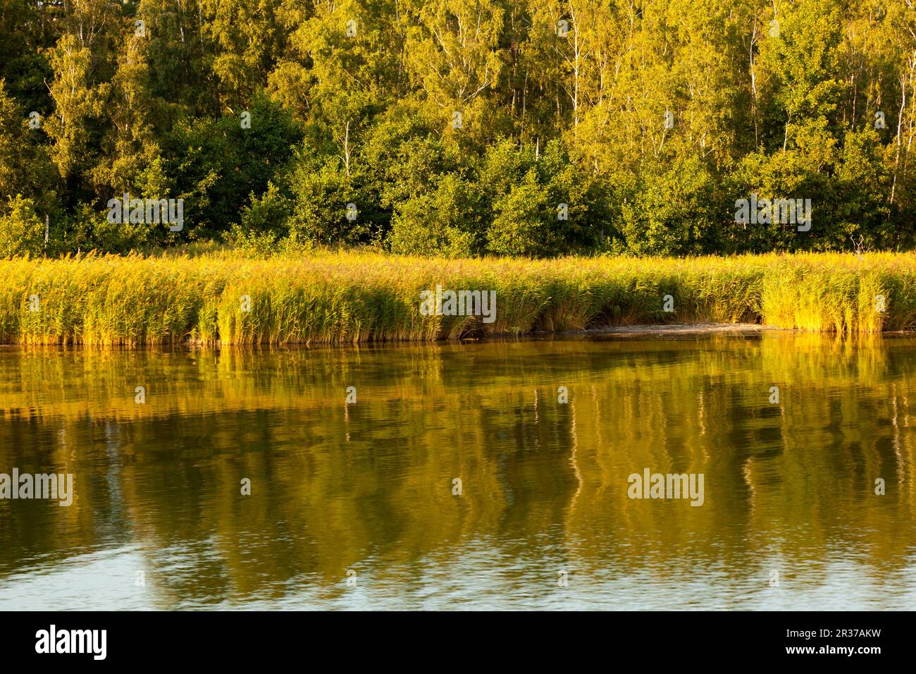 Bodden rush hi-res stock photography and images - Alamy