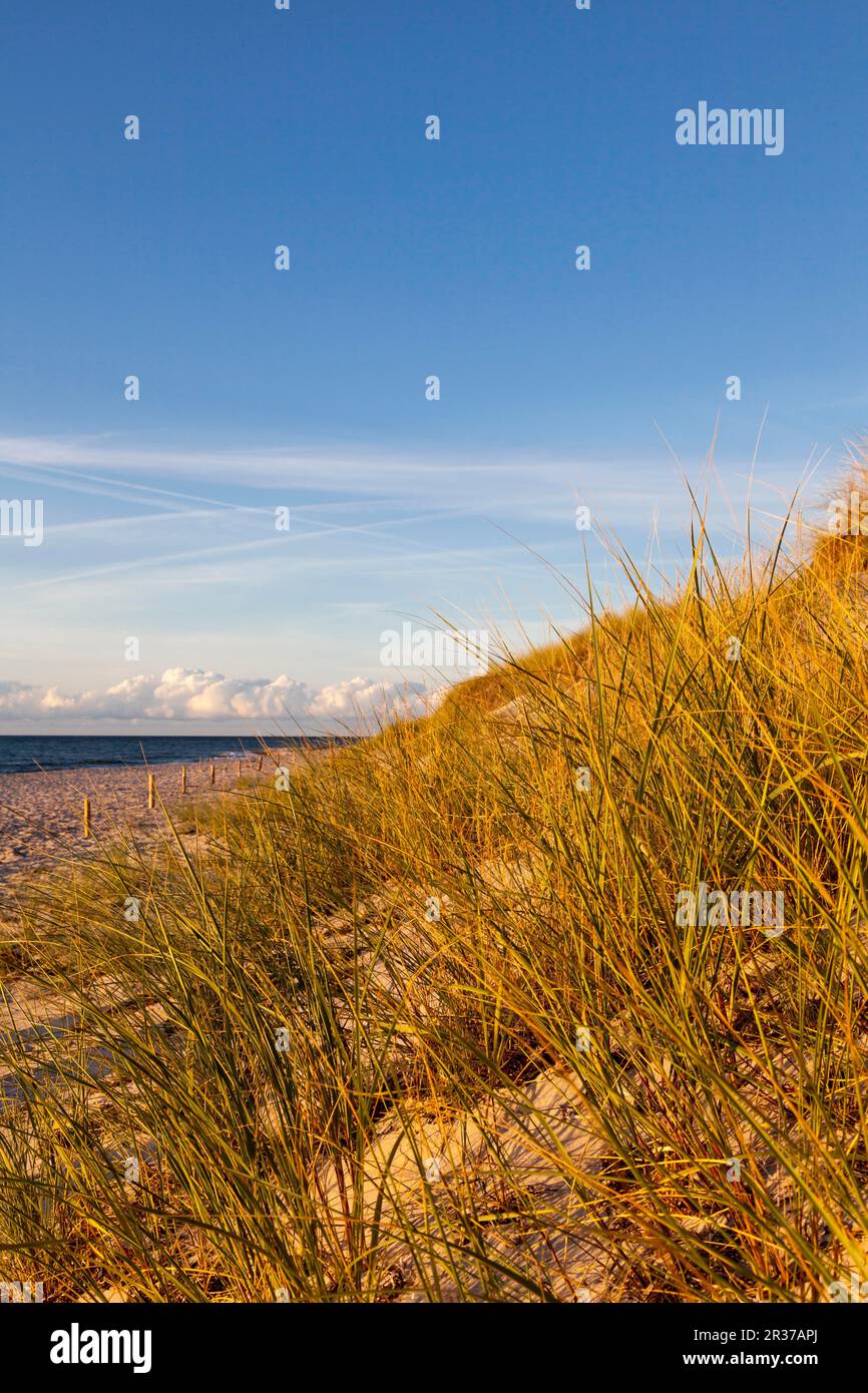 European marram grass (Ammophila arenaria) or common beach grass Stock ...