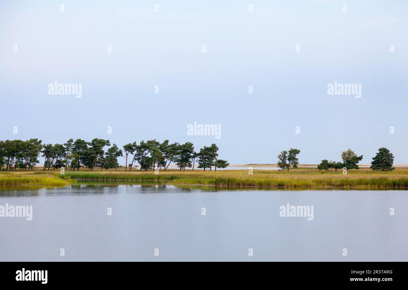 Bodden rush hi-res stock photography and images - Alamy
