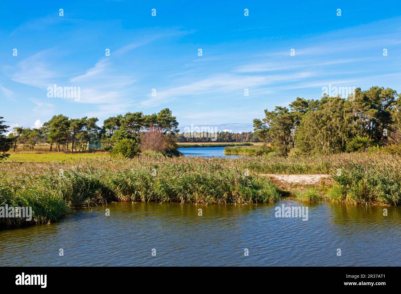 Bodden rush hi-res stock photography and images - Alamy