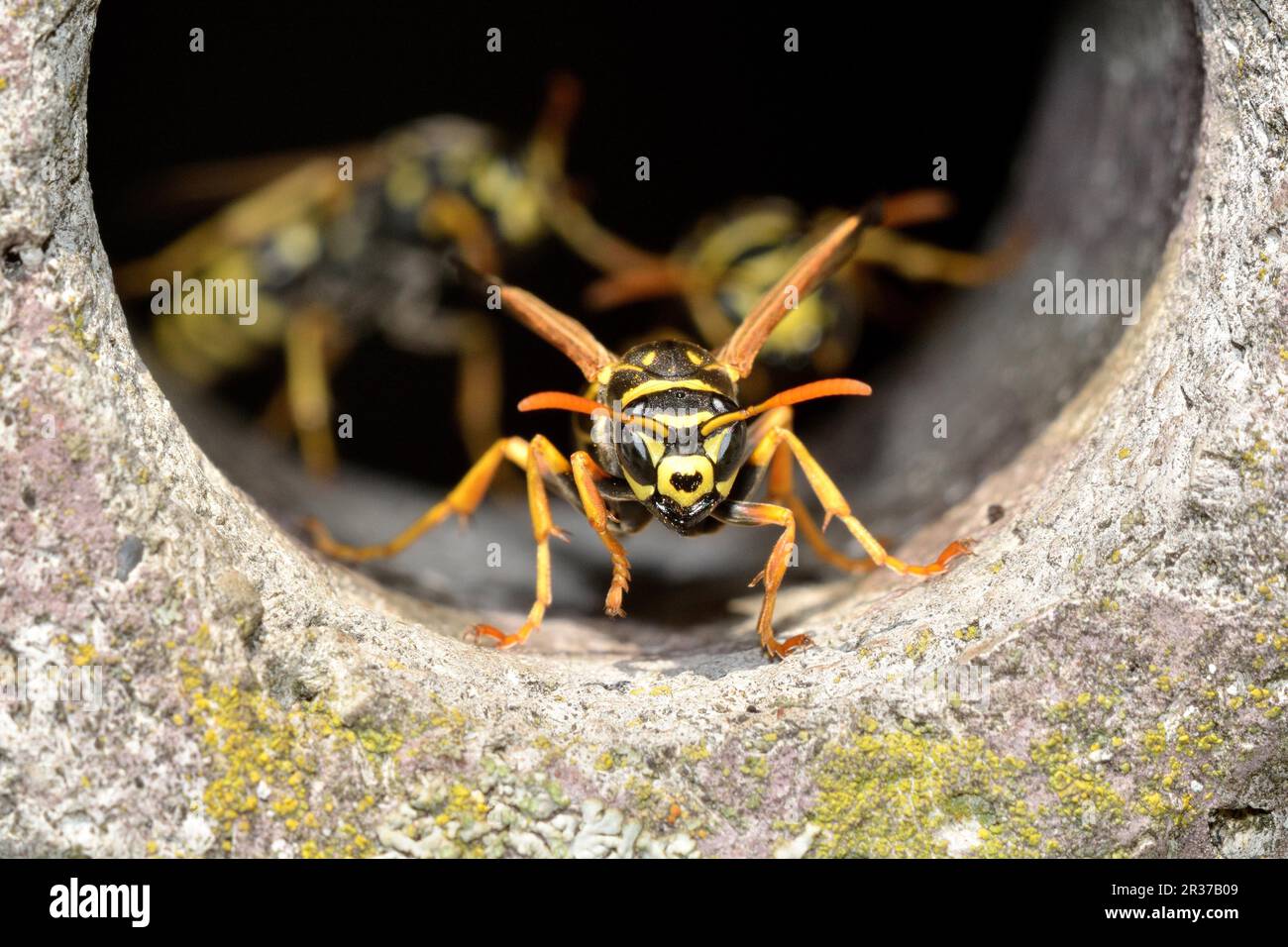 Wasp nest in nest box Stock Photo - Alamy