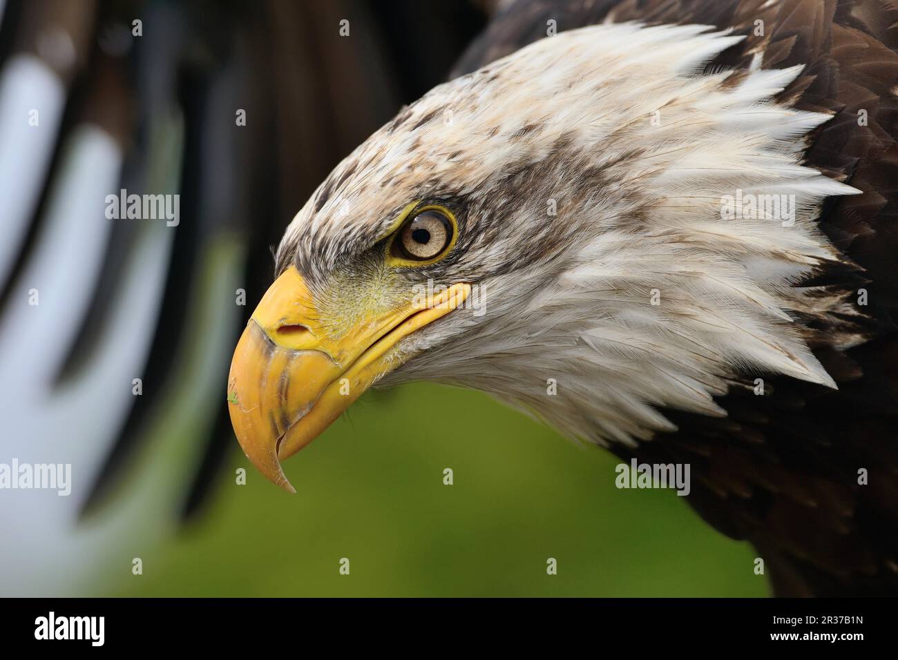 Juvenile american bald eagle hi-res stock photography and images - Alamy