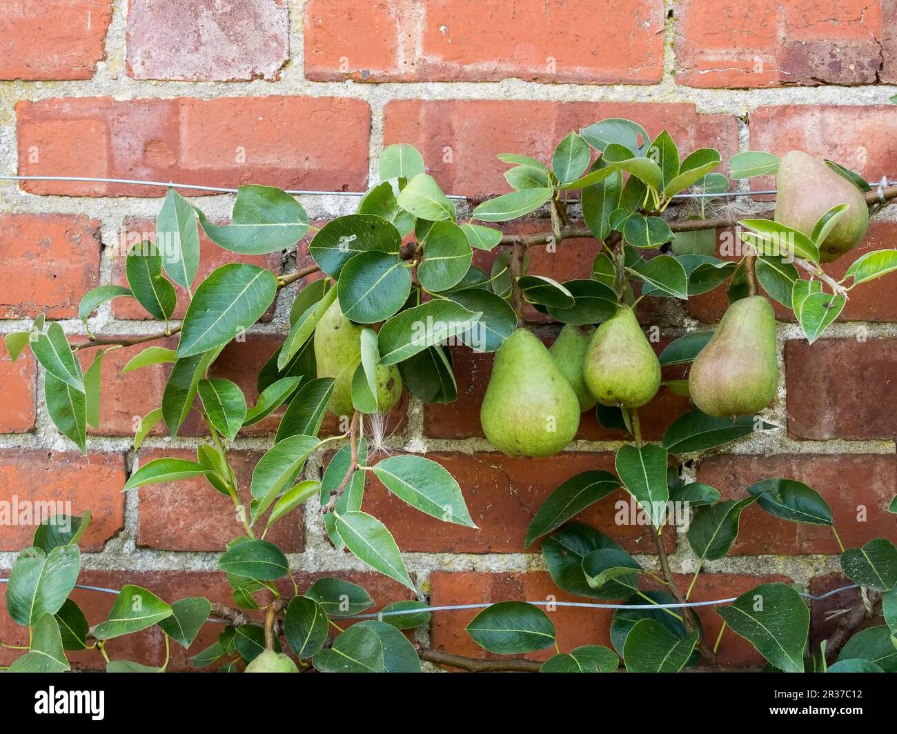 Pears growing against a brick wall in Kent Stock Photo - Alamy