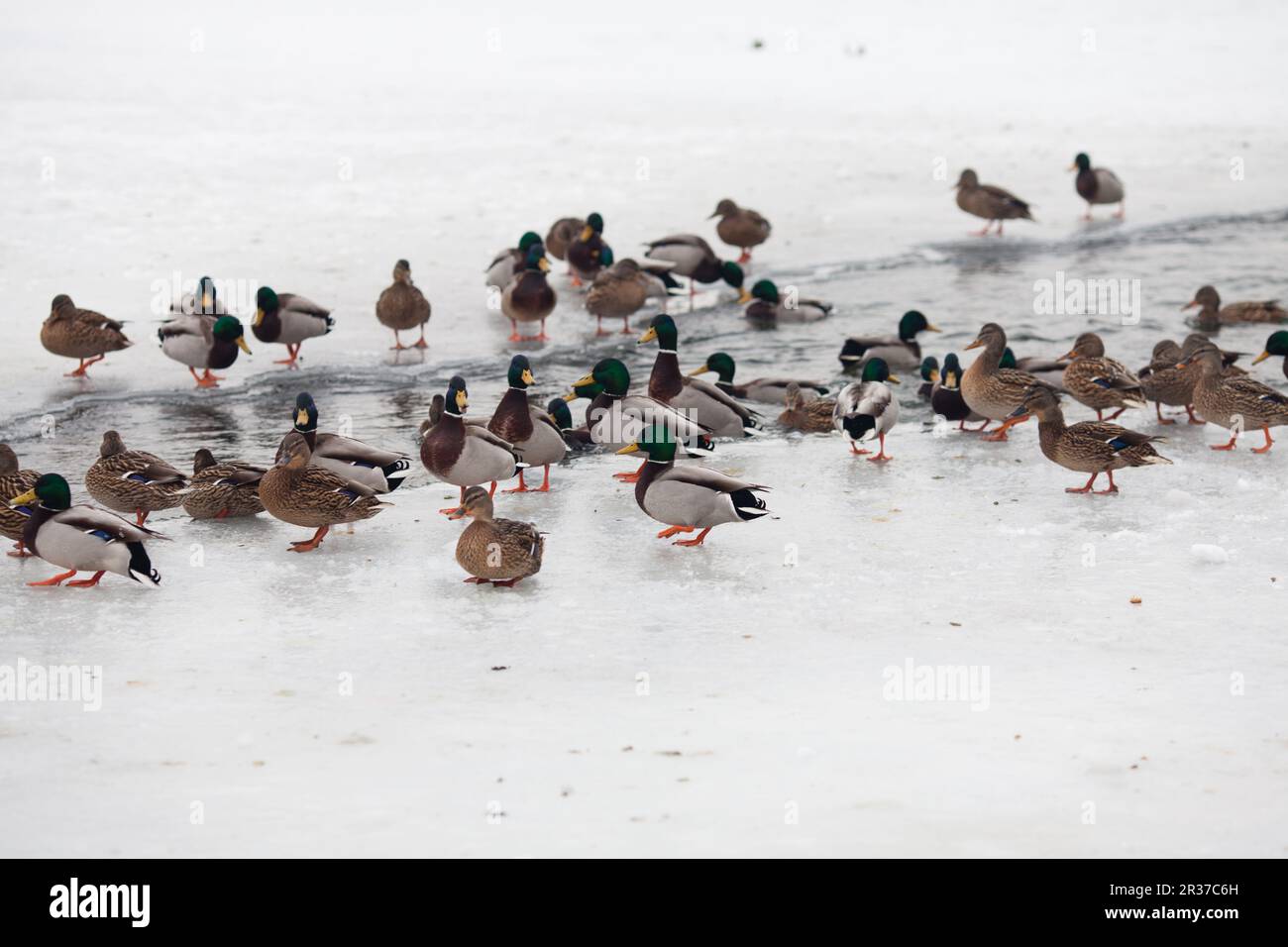 Life ducks in winter Stock Photo - Alamy