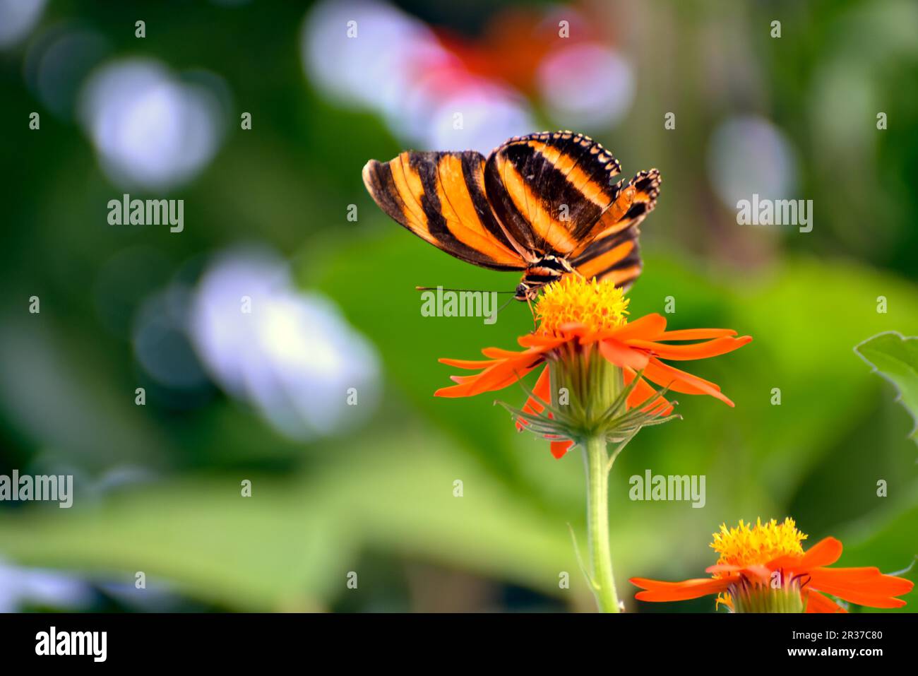 Orange Tiger (Dryadula phaetusa) Butterfly Stock Photo - Alamy