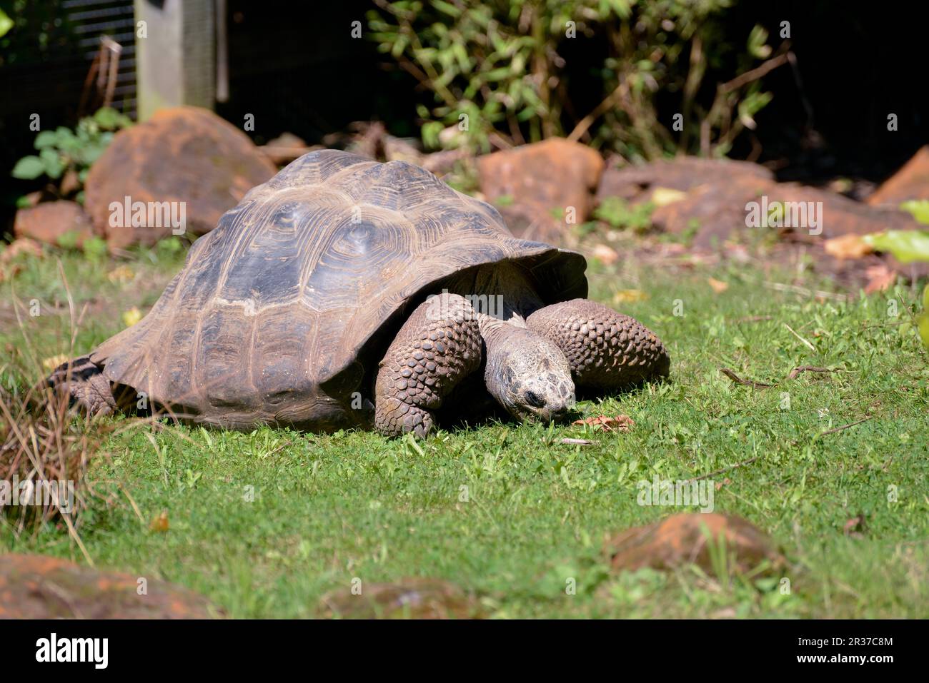 Galapagos Giant Tortoise (Chelonoidis nigra Stock Photo - Alamy