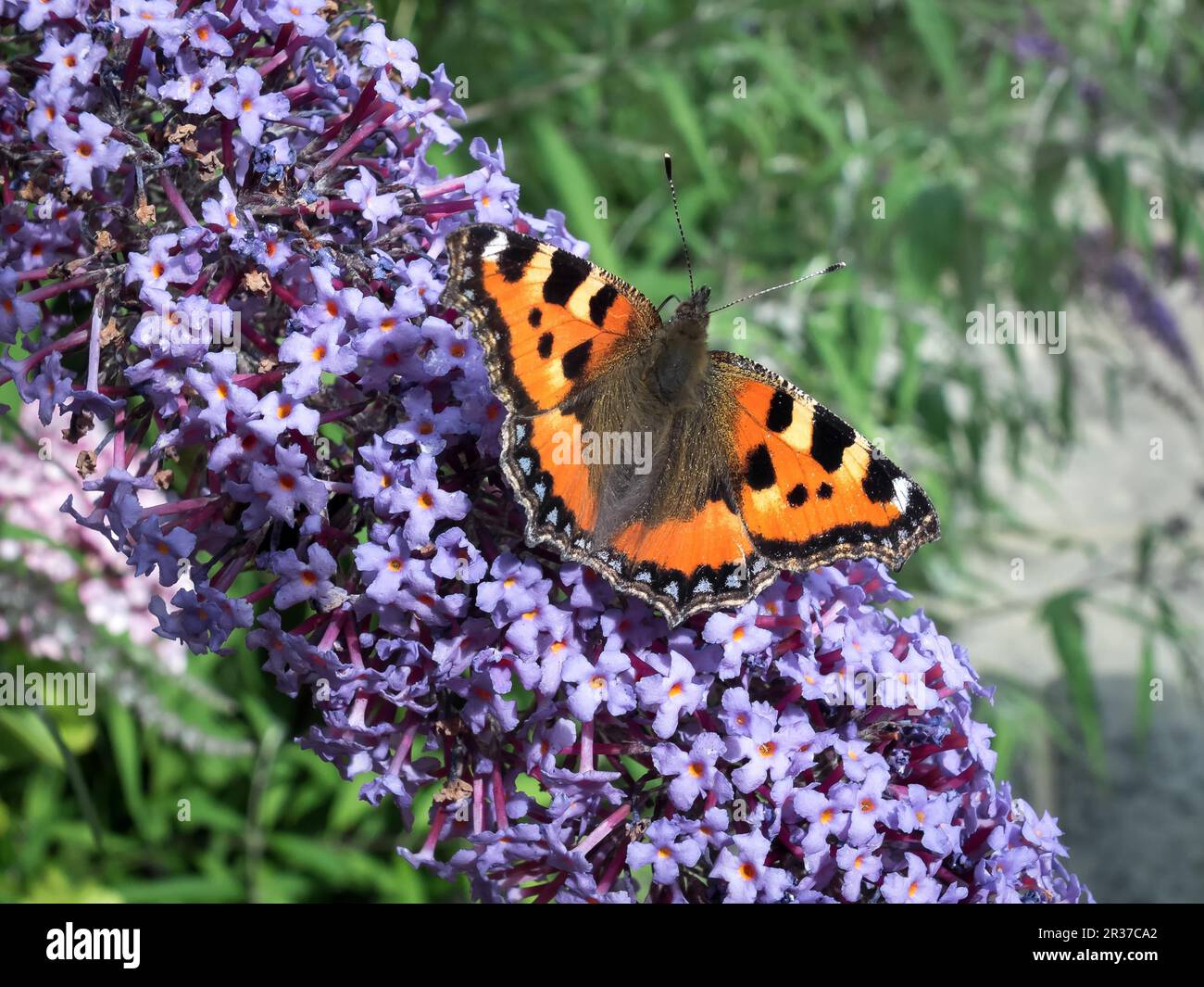 Blue tortoiseshell hi-res stock photography and images - Alamy
