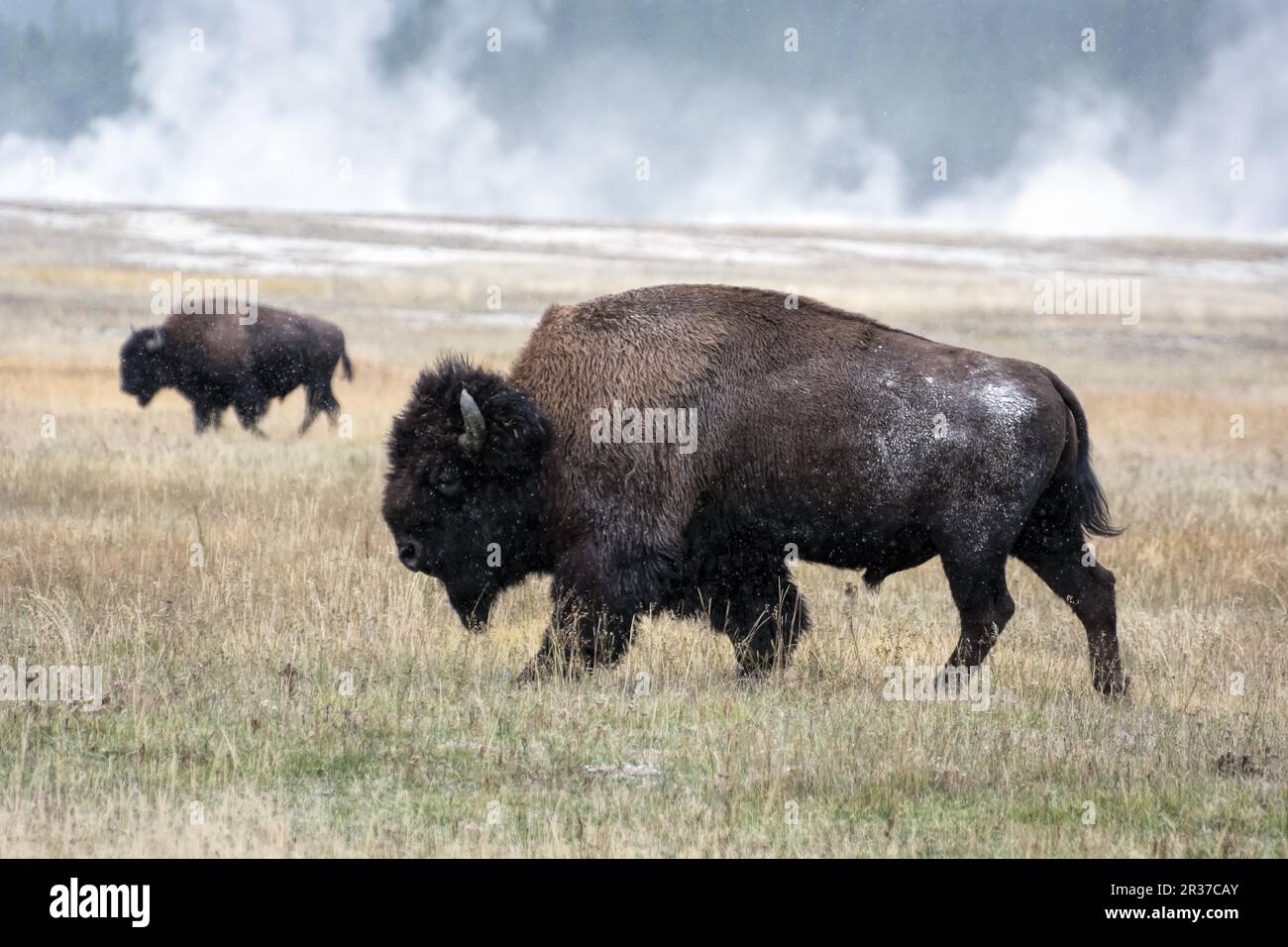 Steppe bison hi-res stock photography and images - Alamy