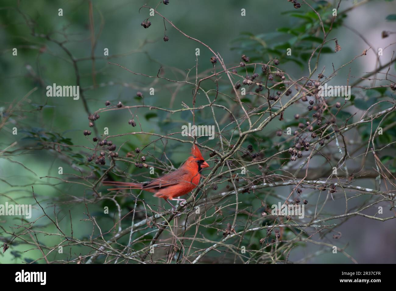 A male northern cardinal, cardinalis cardinallis, sitting in a crepe ...