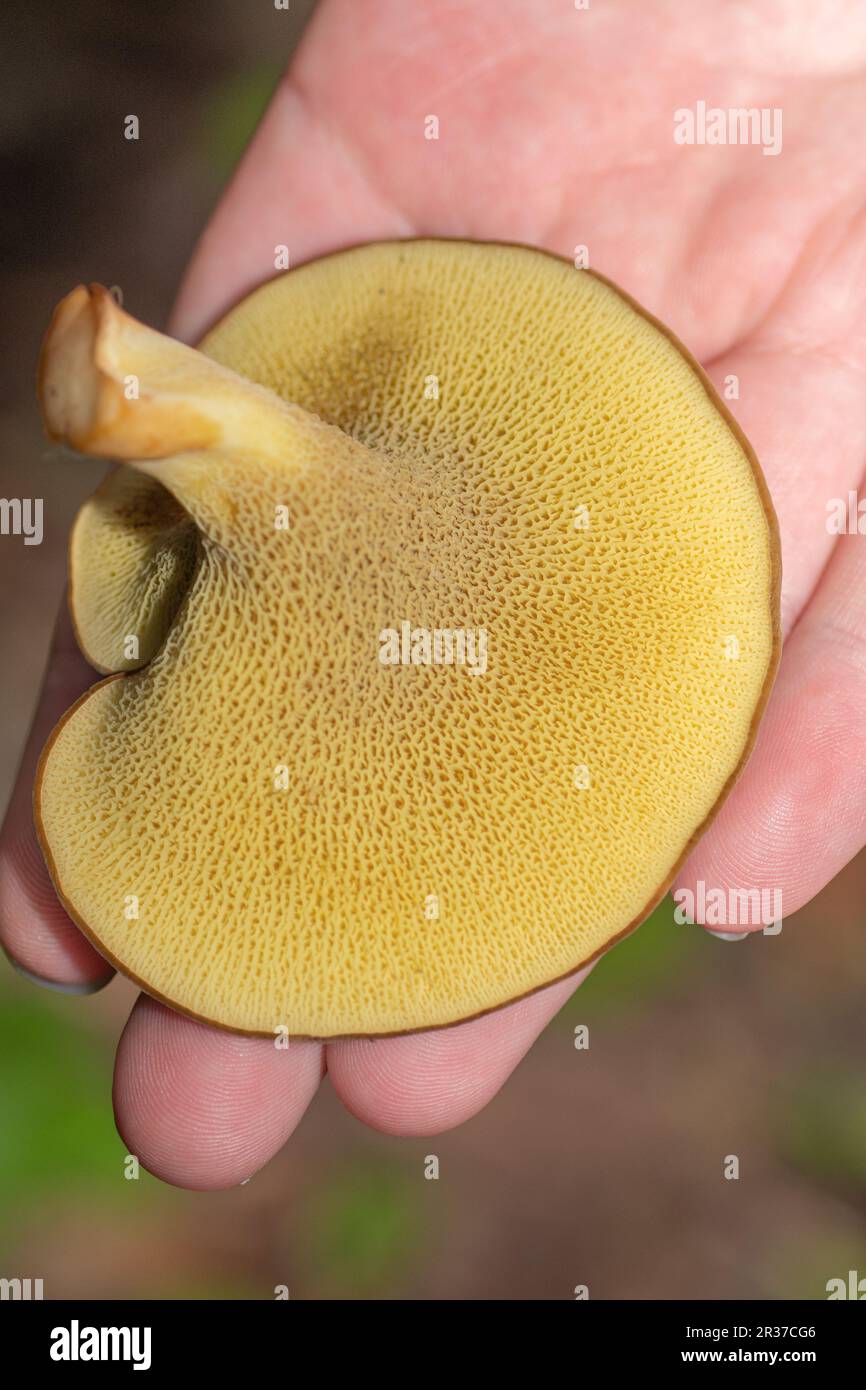 Hand holding a beautiful yellow Ash-tree bolete mushroom, Boletinellus ...