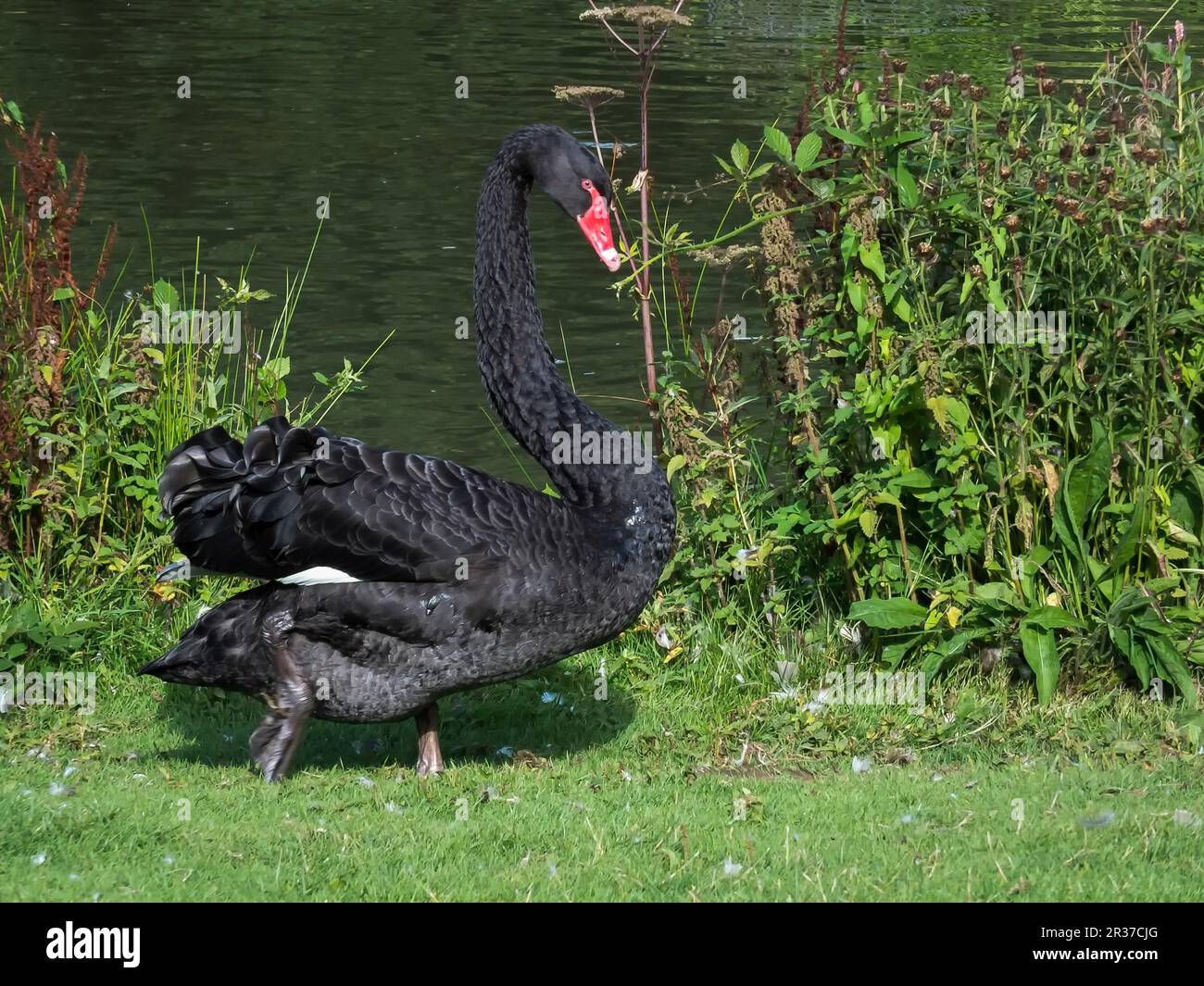 The descent of the swan hi-res stock photography and images - Alamy