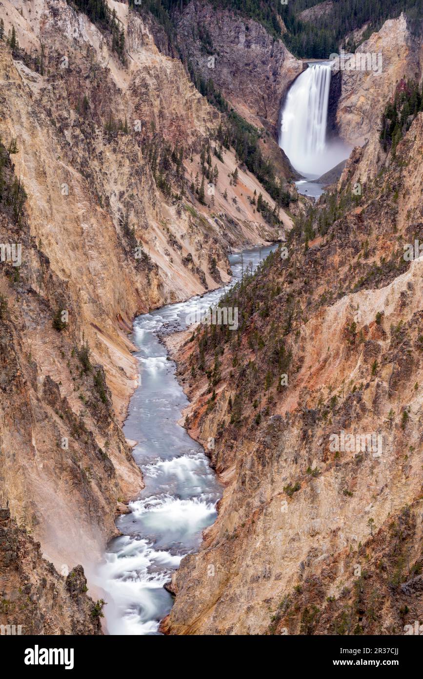 Yellowstone forest edge hi-res stock photography and images - Alamy